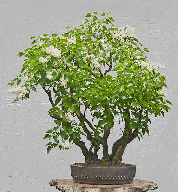 Walter Pall Bonsai Adventures: lilac #8