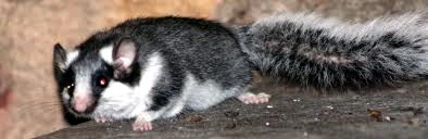 Maps for Afrika: Bakkrans