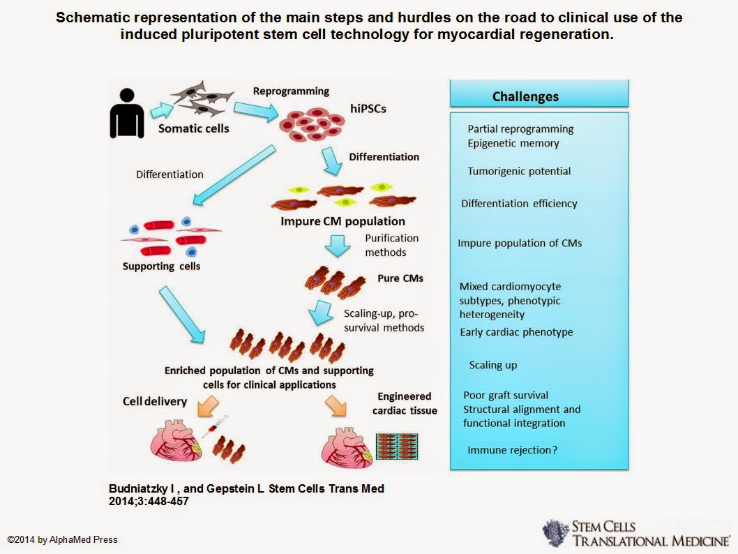 The integrated cardiac model: Cardiomyocytes for myocardial regeneration