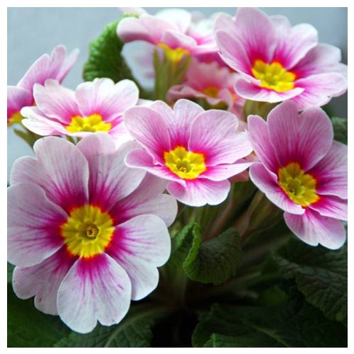 Floare alba cu nuante roze sau roscate - 17 Litere PixWords ...