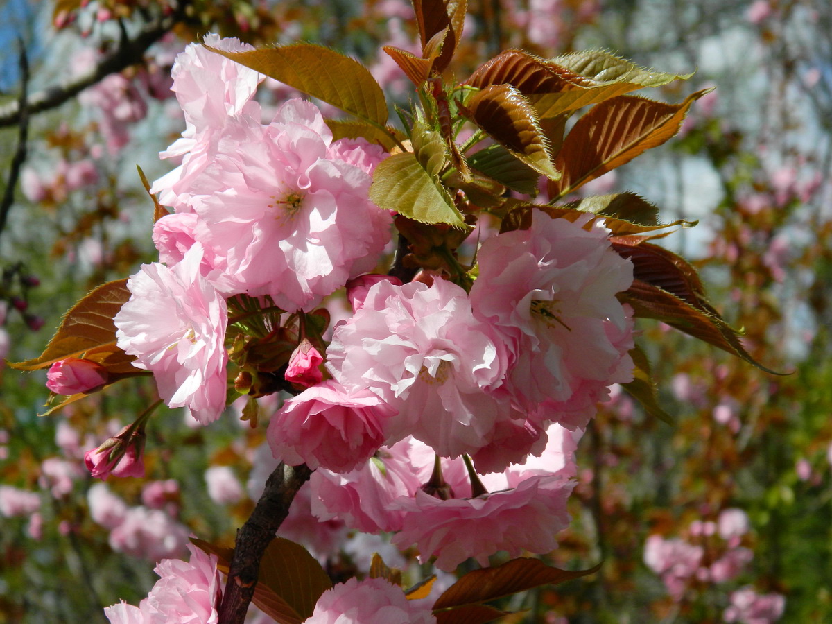 LA MULTI ANI, ROMANIA!: Flori de cires japonez
