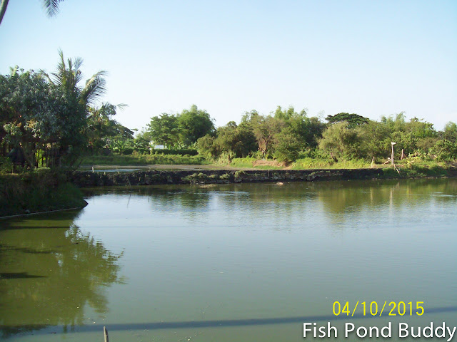 Fish Pond Buddy: How to Start a Bangus (Milkfish) Farm - Part 2