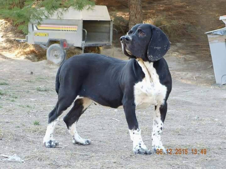 El Lance : EL PACHON UNA RAZA EN RECUPERACIÓN - UN MISMO SENTIMIENTO Y ...