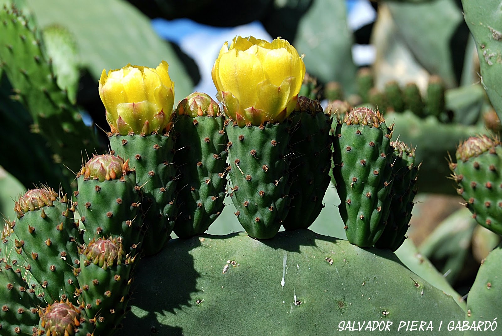 Educabio: Cactaceae