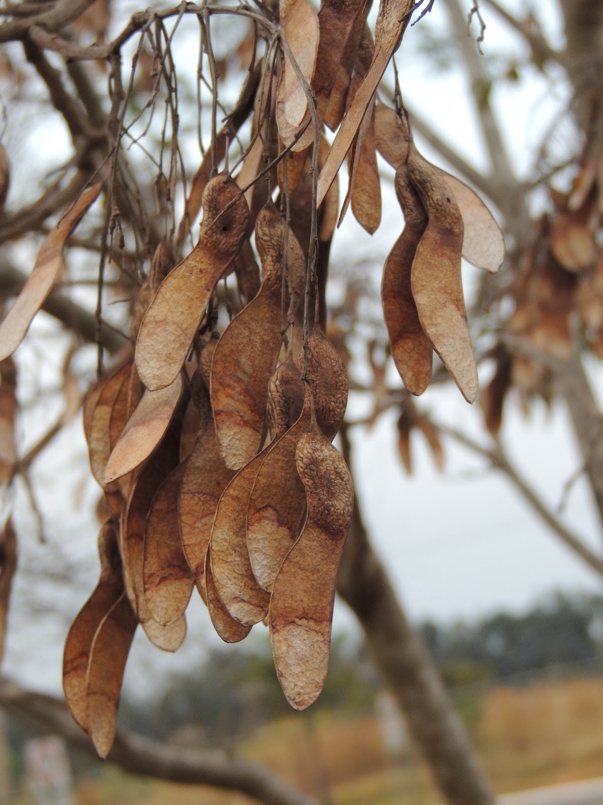 Fabaceae - Leguminosae no Brasil: Fabaceae - Machaerium brasiliense Vogel