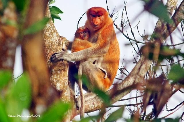 Monyet Bekantan "Proboscis Monkey" | Biodiversitas Indonesia
