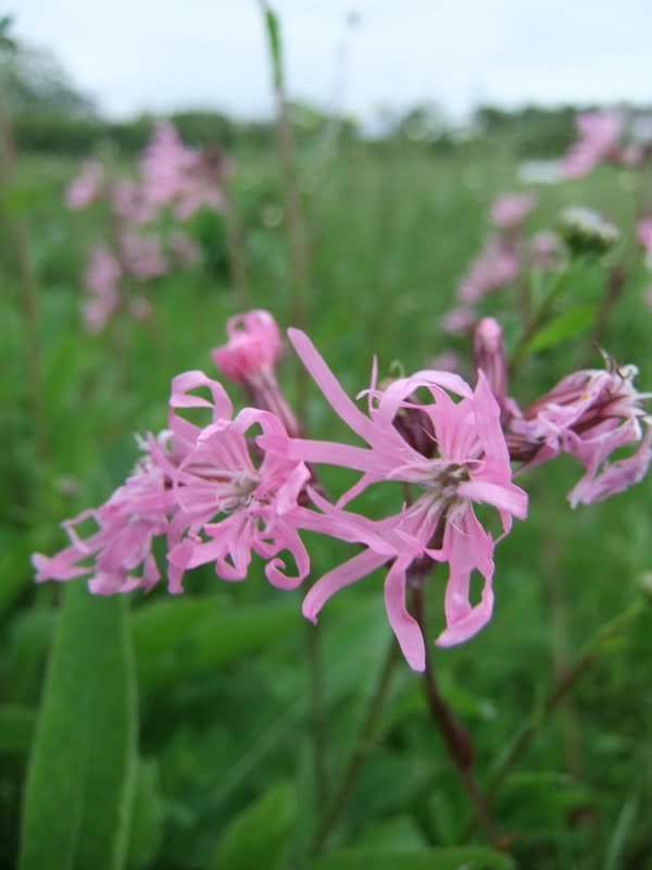 Anglesey Wild Flower Meadow: White Ragged Robin