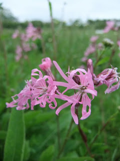 Anglesey Wild Flower Meadow: White Ragged Robin