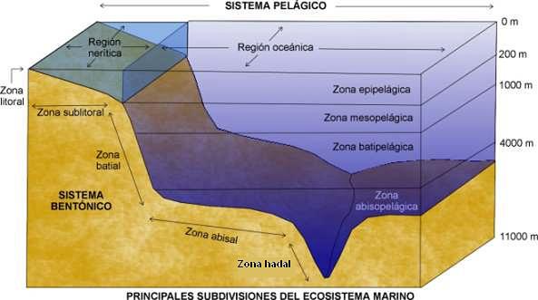 Desde las gavetas de mi escritorio: Clasificación de los hábitats marinos