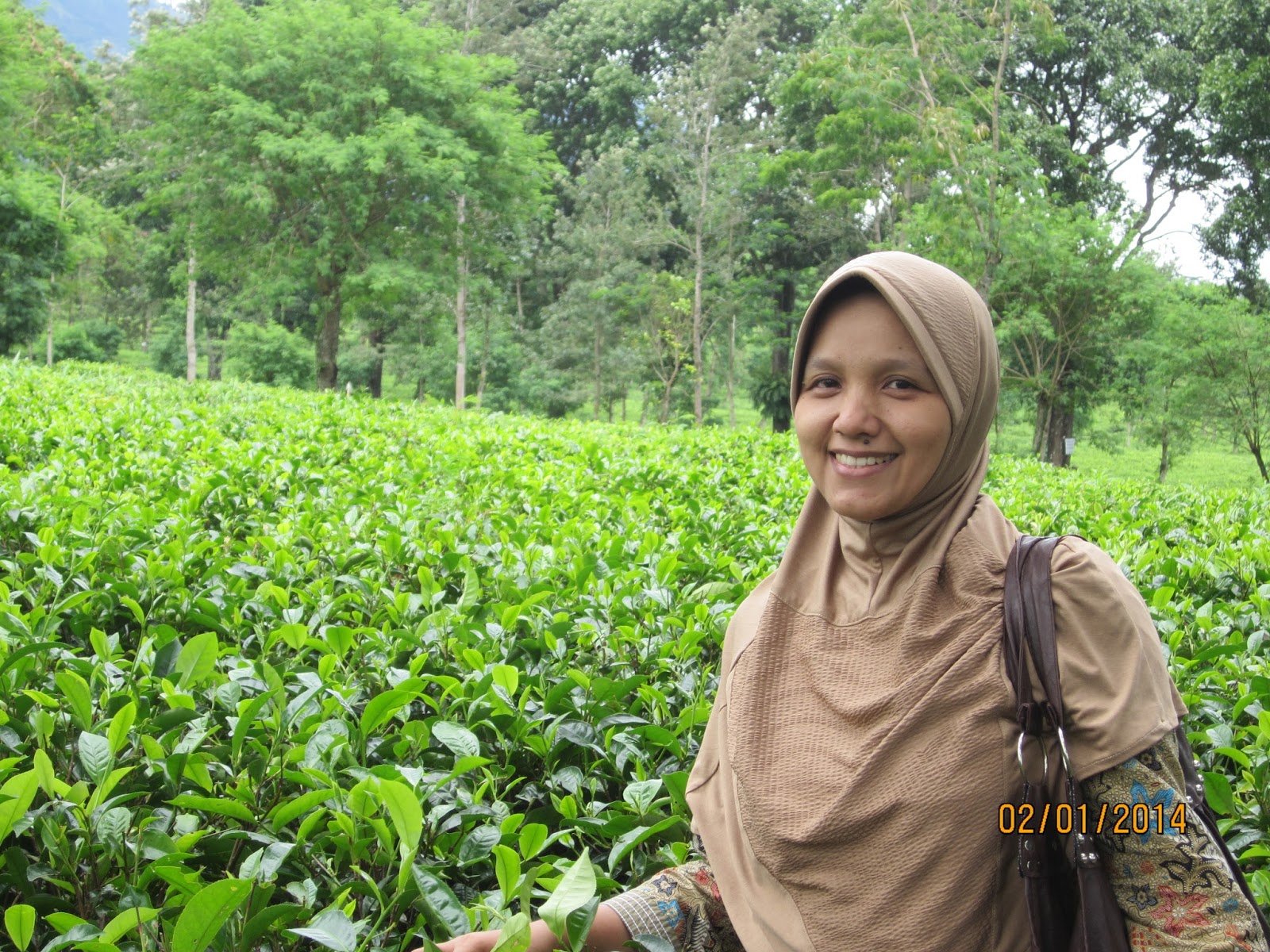 Berkunjung ke Kebun Teh Wonosari, Lawang, Malang ~ dongeng