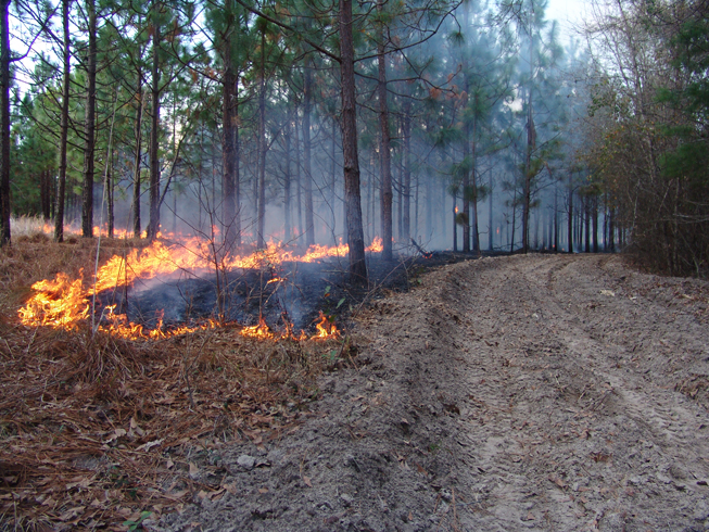 Audubon South Carolina: Burning Longleaf Pine Stands