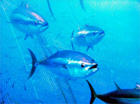 Frutos del Mar: Atún rojo del Atlántico, en piscifactoría