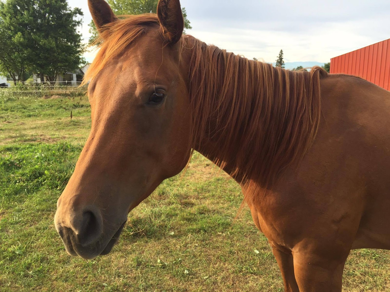Photographing Your Pet or Horse Tips
