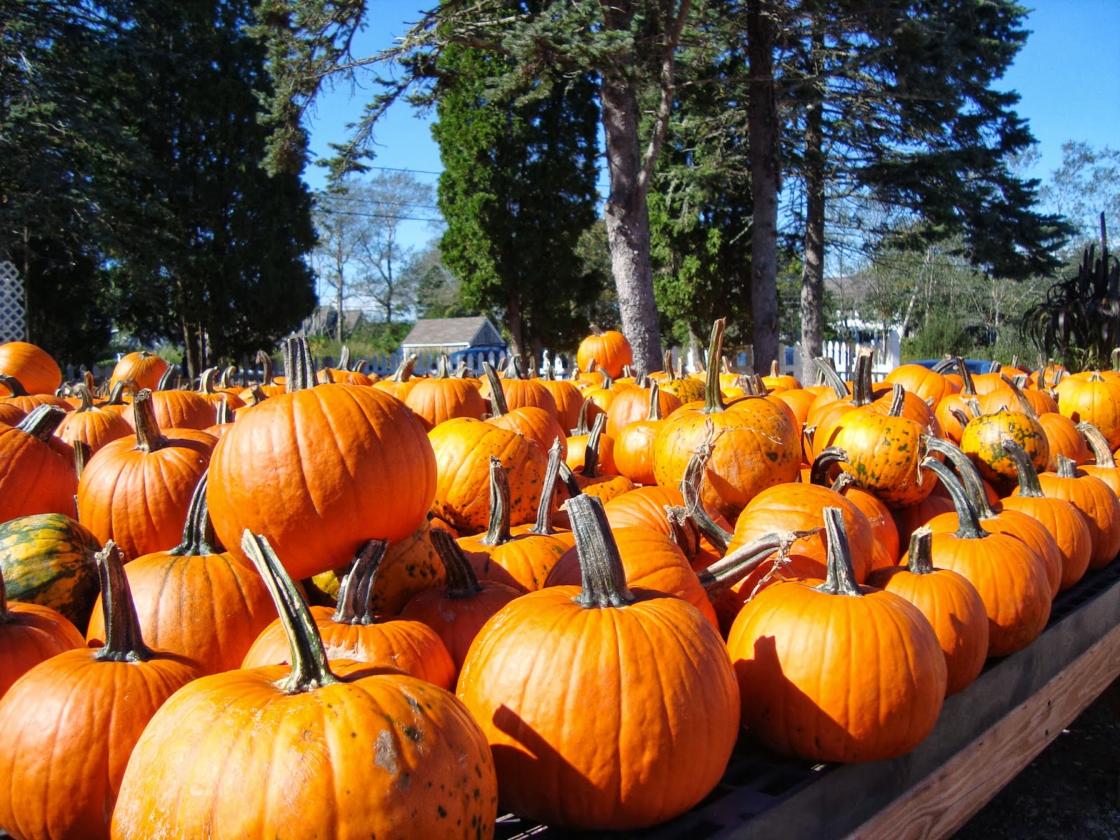 Say Yes to New England: Happy Fall!