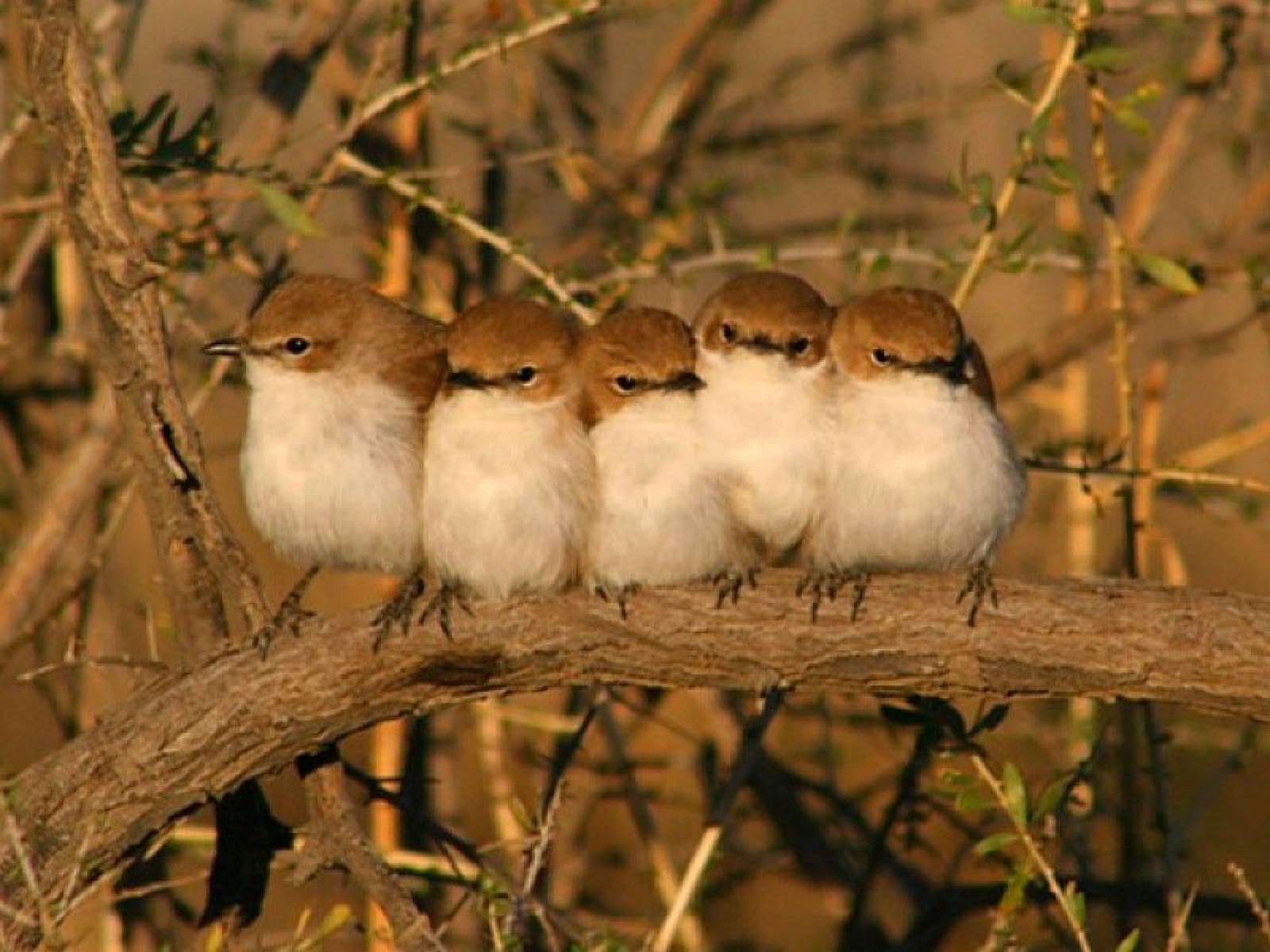 Small Birds Wallpapers - Various Bird Species