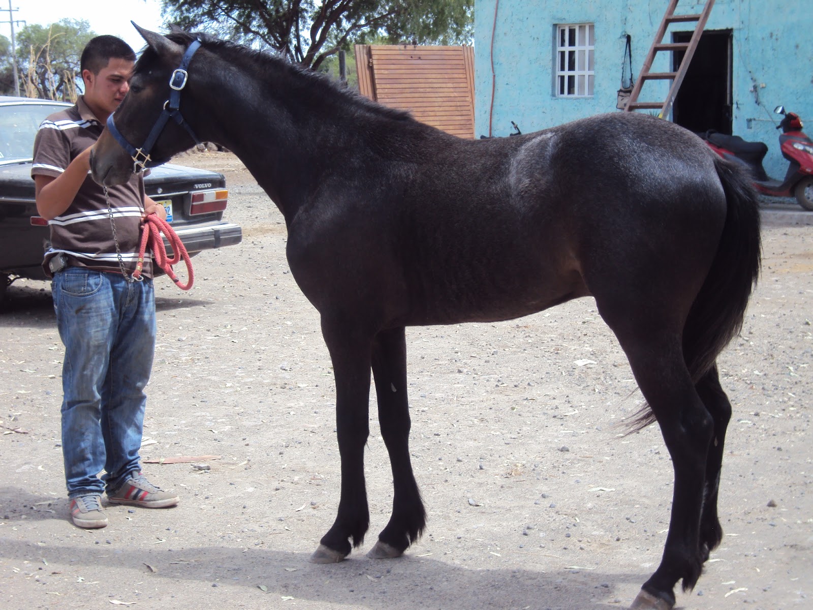 rancho mendoza: potrillo hispano -frisian