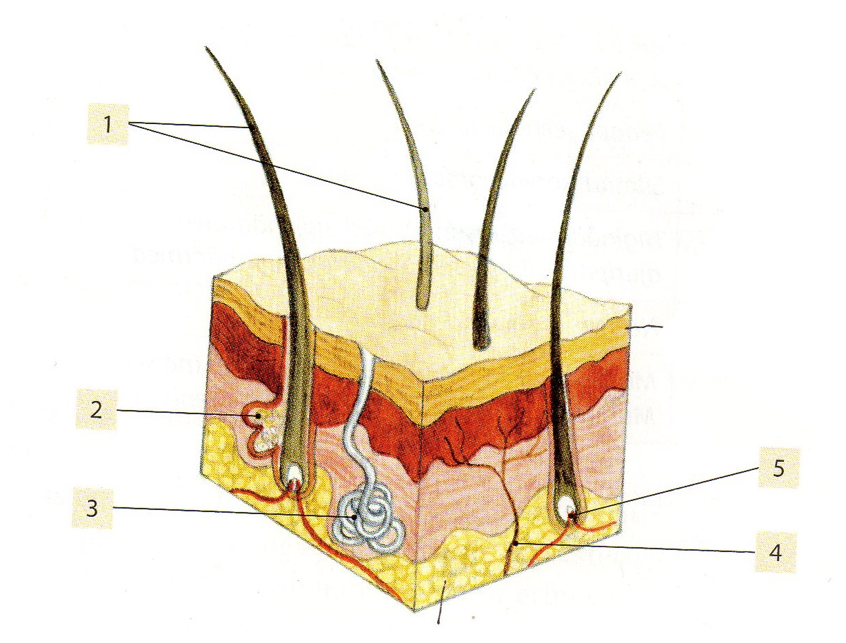 Teeme õppimise huvitavamaks!: Nahk ja meeleelundid