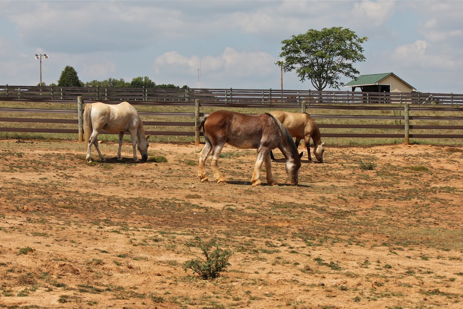 Just Horses: Pasture Board - for a horses health?