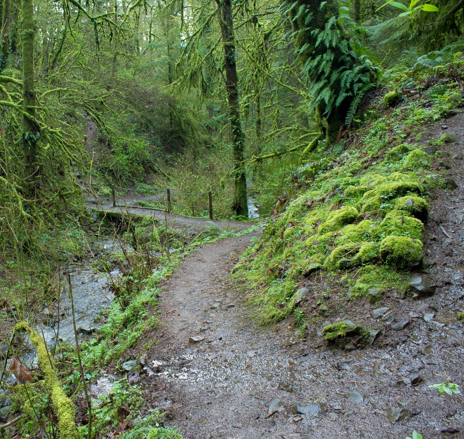 Dave Goes Outside: Forest Park