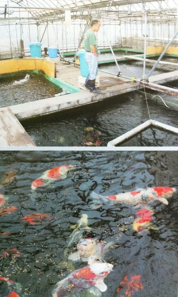 Beautysmile-Koi: Tani Fish Farm