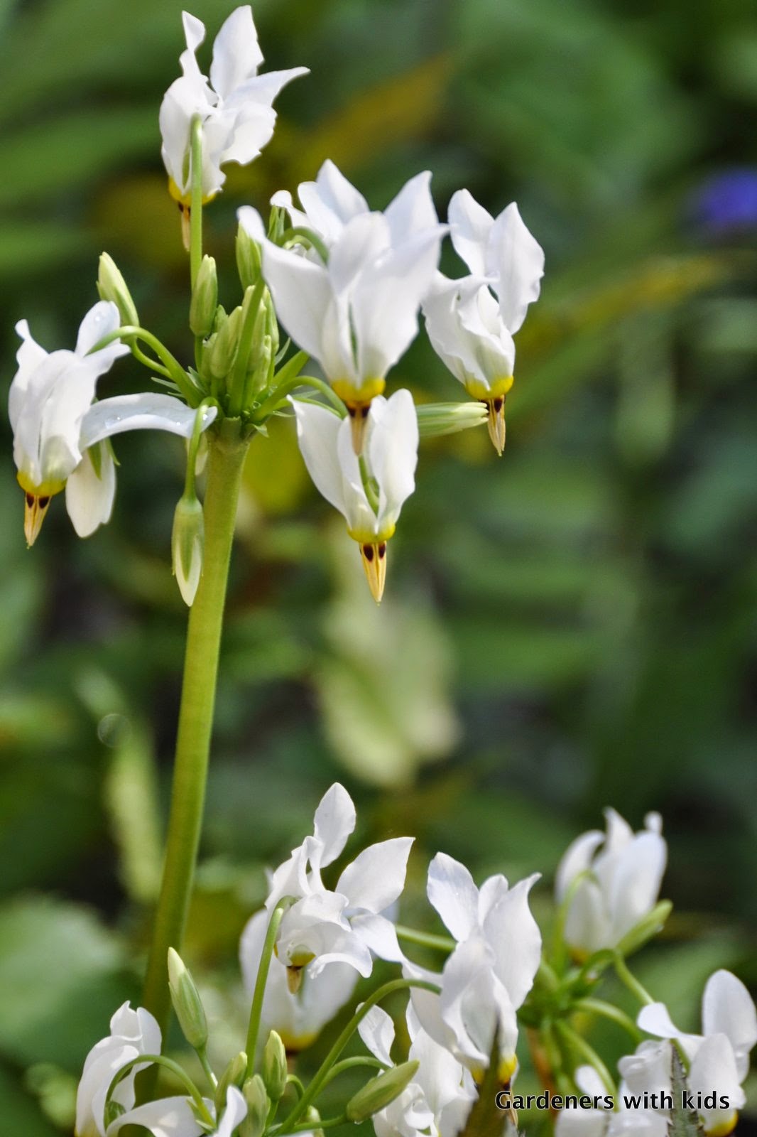 Gardeners with kids: Garden Blogger Bloom Day - May 2014