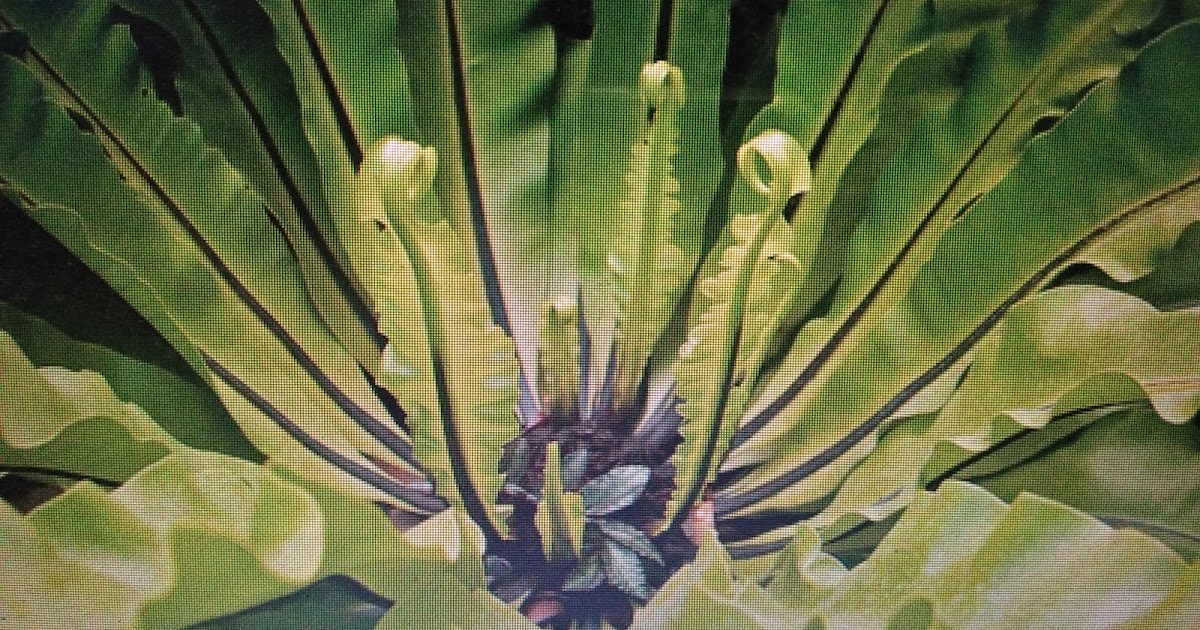 Fuziah Sulaiman blog: Kenali Flora di Laman Paku Pakis-Pteridofita ...