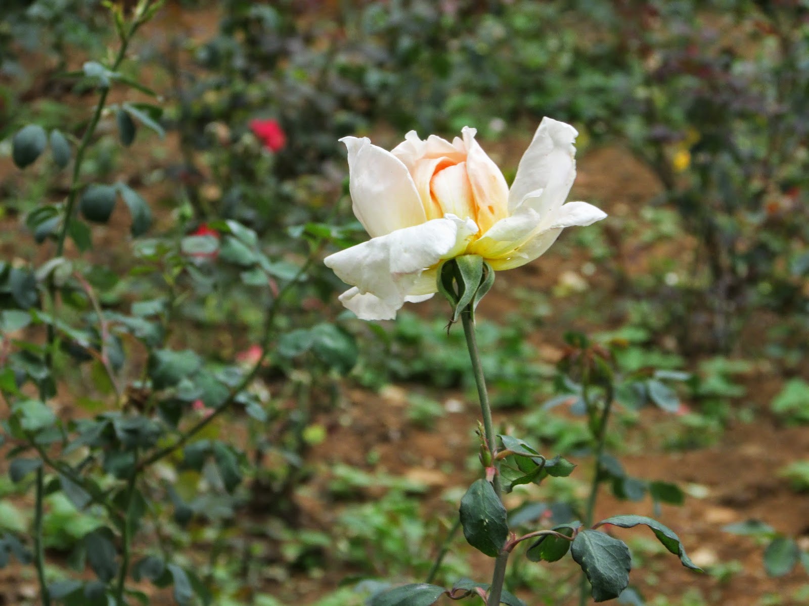 Tamilnadu Tourism: Rose Garden, Yercaud