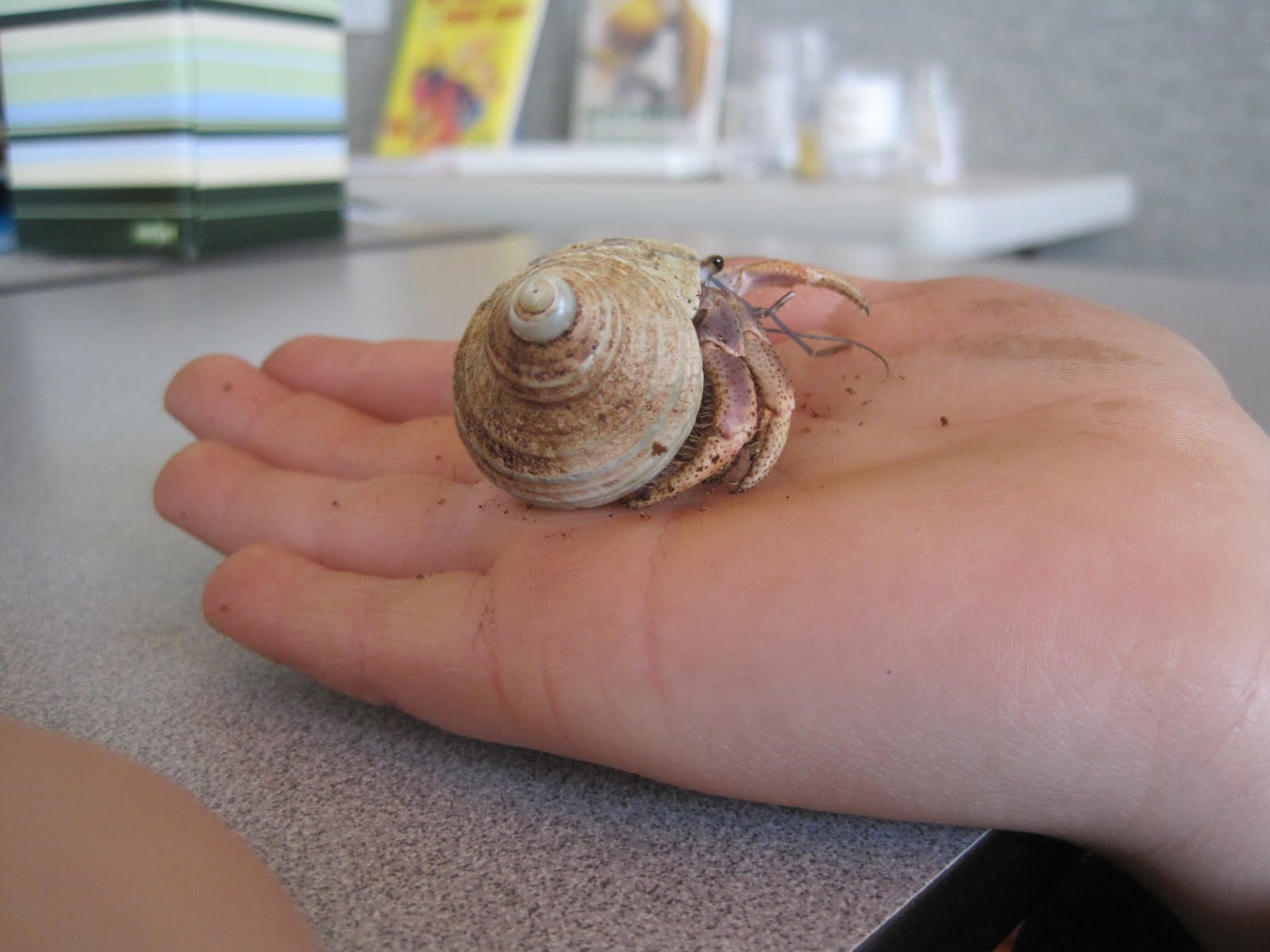 Susan Carpenter's 1st and 2nd Grade Classroom : New Hermit Crabs