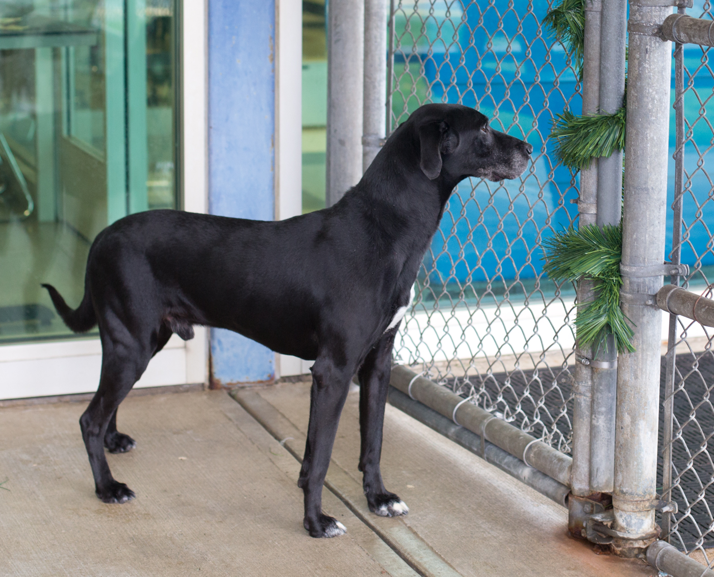 Shelter Dogs of Portland: "JACKSON" handsome tall lean Lab mix ...