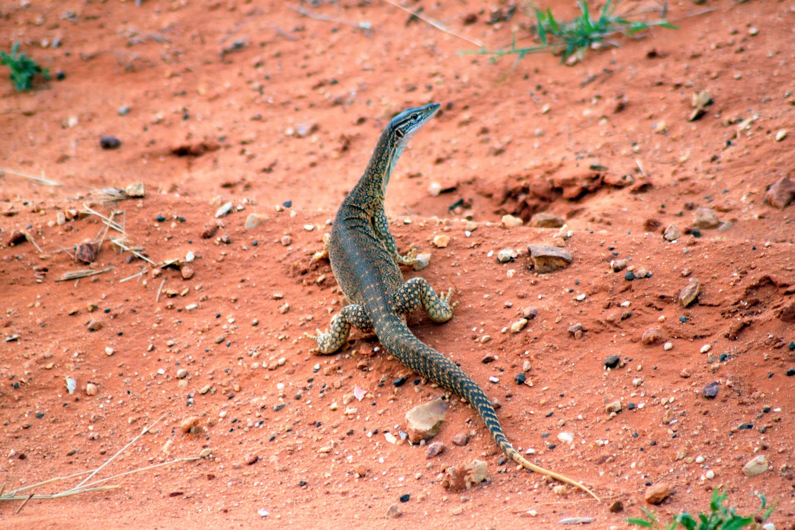 Richard Waring's Birds of Australia: Nankeen Kestrel, a few Solar Cars ...