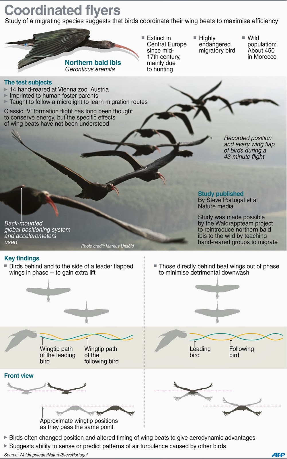 Species New to Science: [Ornithology / Behaviour • 2014] Upwash Exploitation and Downwash ...