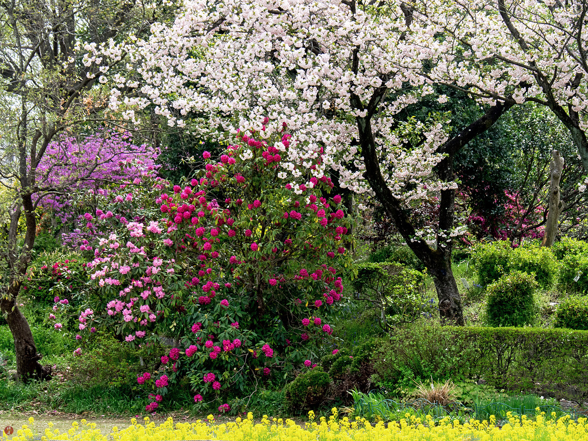 FROM THE GARDEN OF ZEN: Spring garden: Ofuna botanical garden (Kamakura)