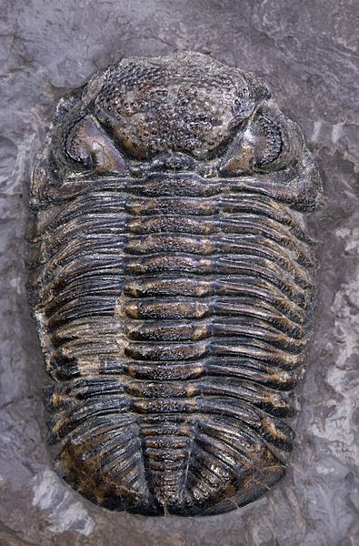 History of the Earth: May 18. Devonian trilobites