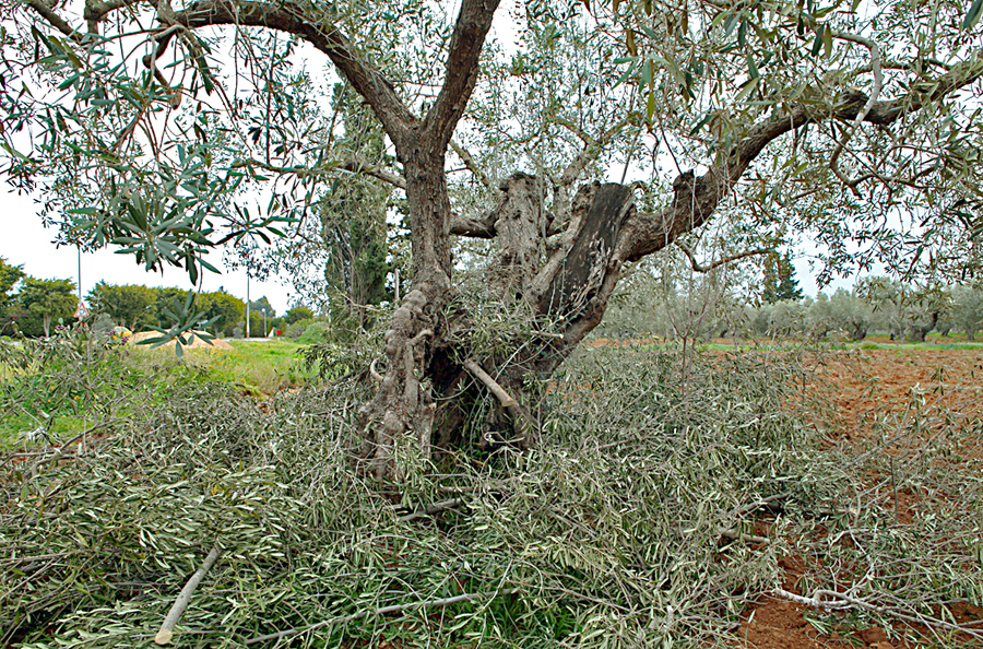 Antiguos OLIVOS del Mediterráneo : TUNISIA. THE SAHEL. SOUSSE, AKOUDA