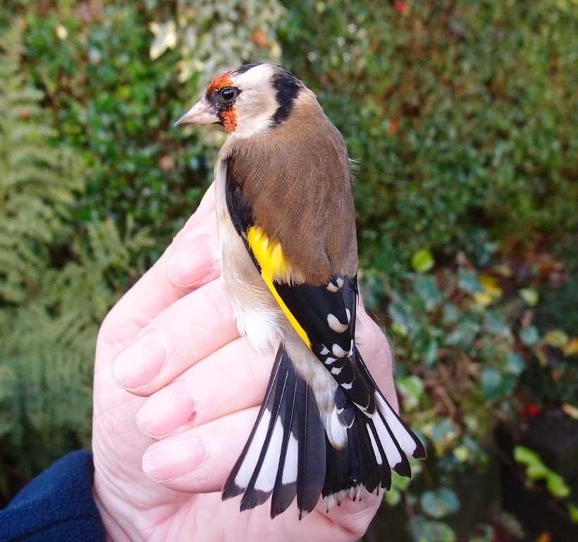 Two in a bush: Ageing Goldfinches: a photographic guide.