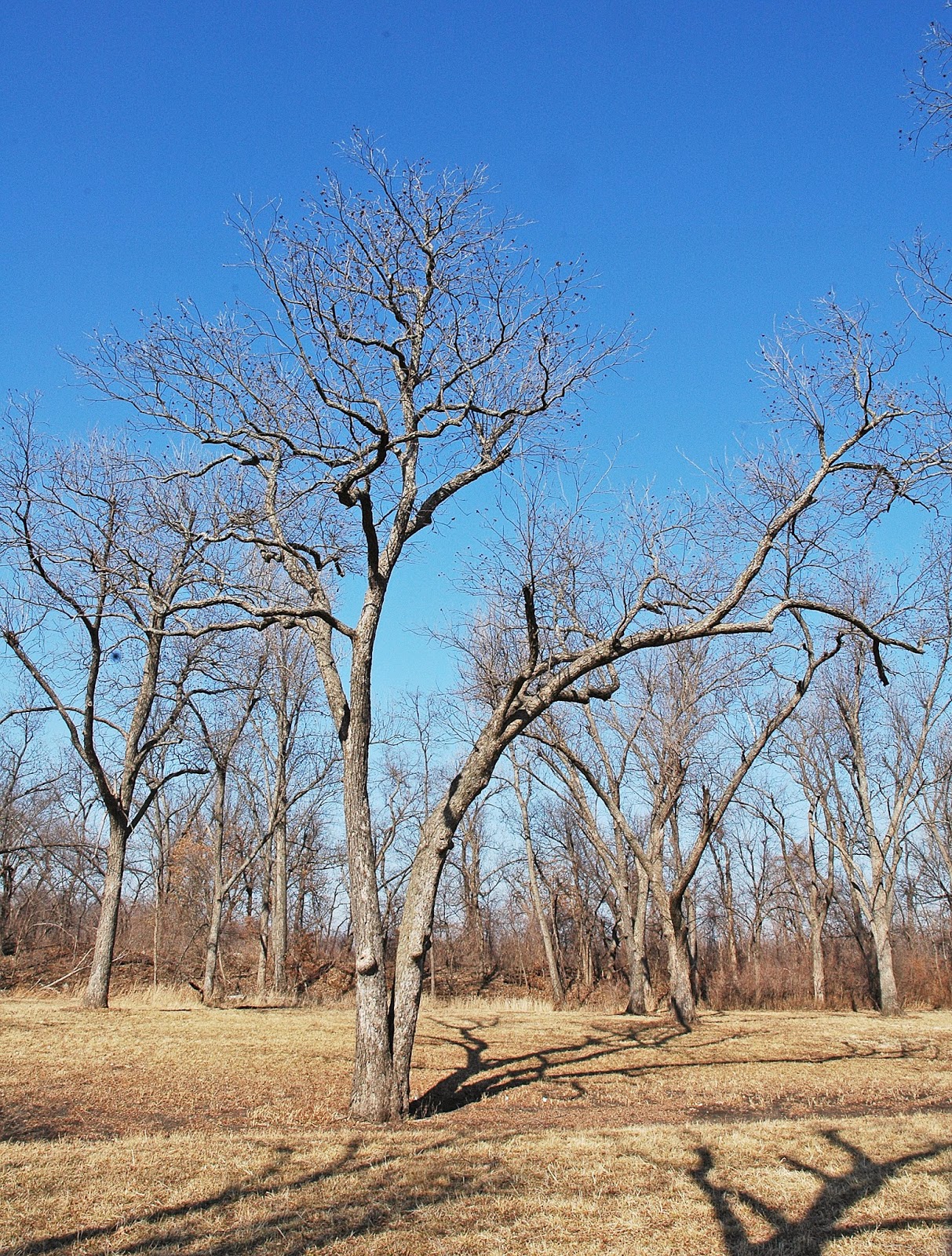 Northern Pecans: The original Giles tree
