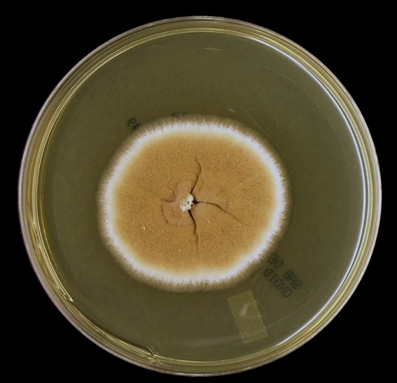 Fun With Microbiology (What's Buggin' You?): Scopulariopsis brevicaulis