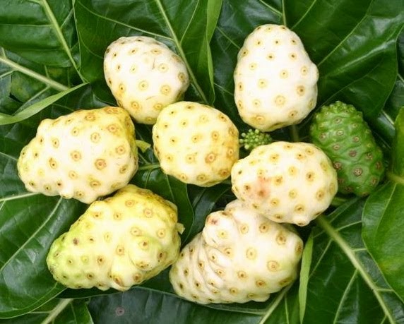 NONI : Noni: la fruta milagrosa