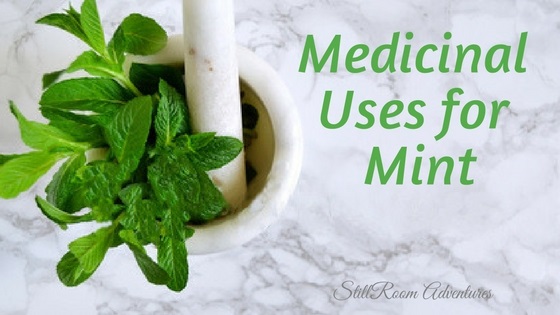 Medicinal Uses for Mint