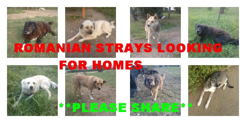 dogsforlife: Romania, the Land of Death For Stray Dogs
