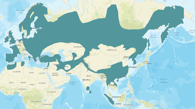QuestX: Eurasian Otter - The Basics!