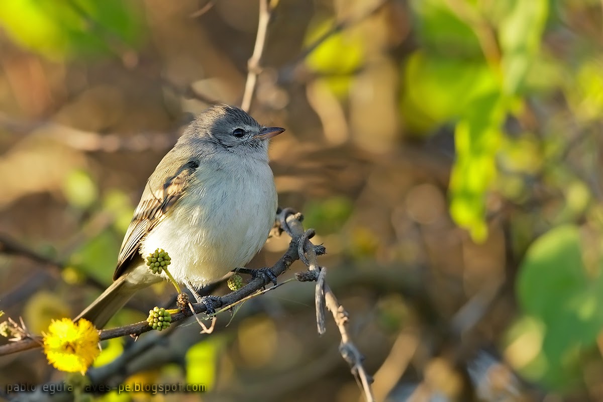 mis fotos de aves: Camptostoma obsoletum Piojito Silbón Southern ...