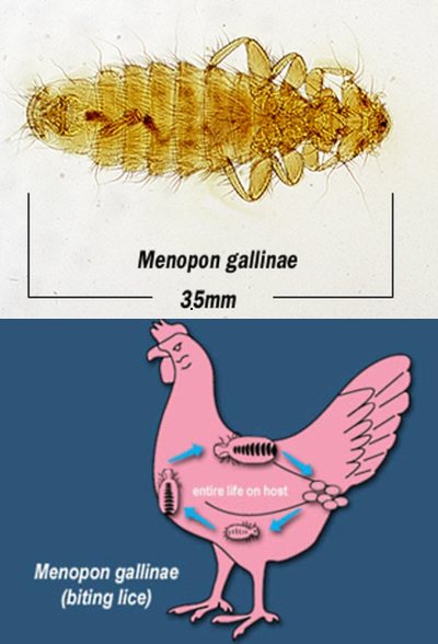 Menopon Gallinae Life Cycle