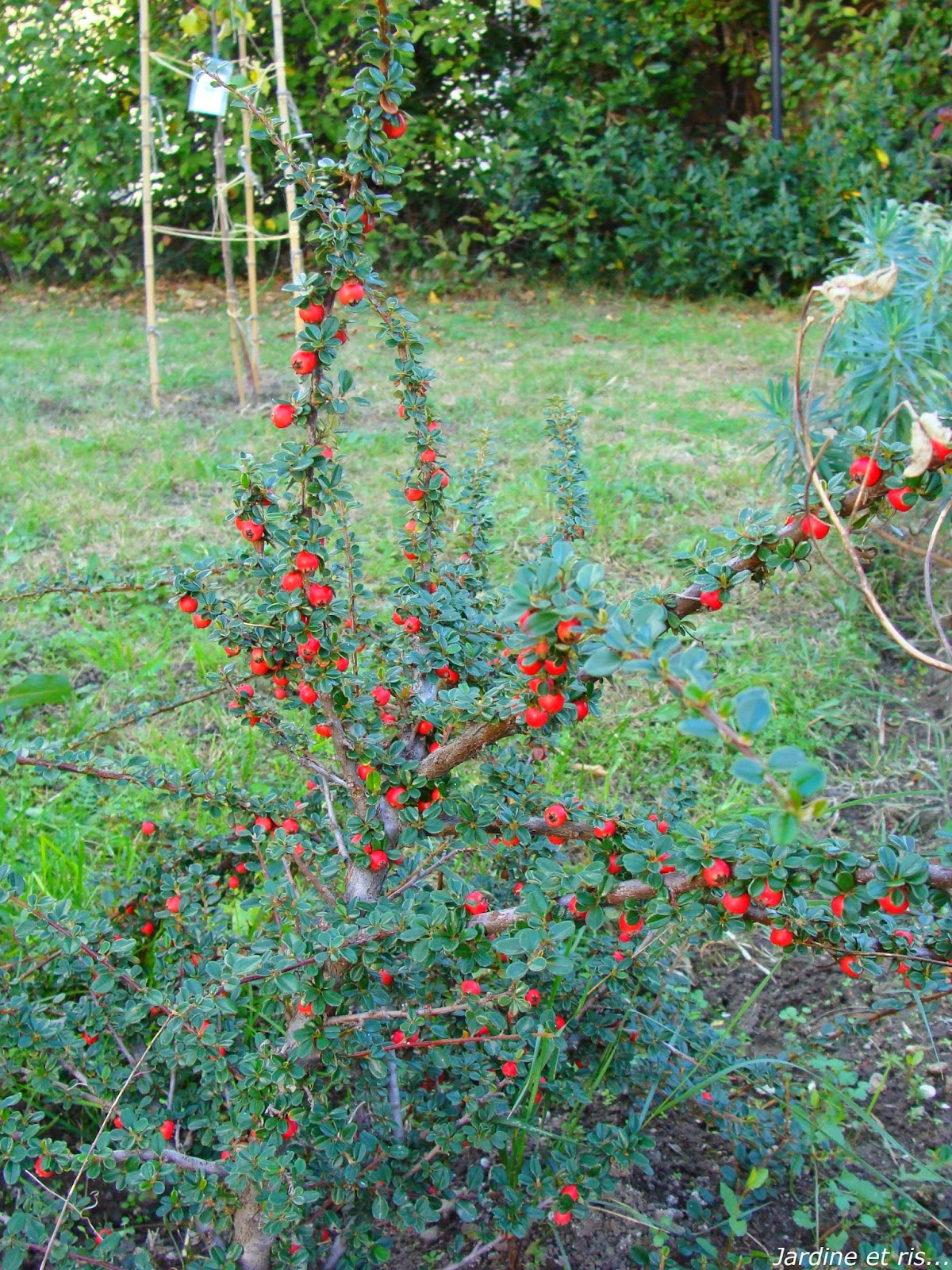 Jardine & ris...: La belle saison des fruits rouges...