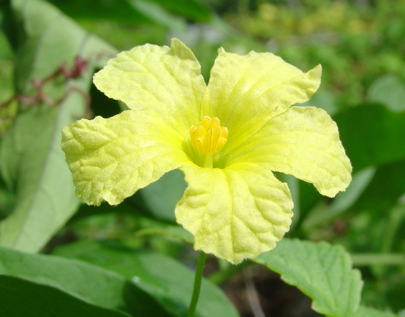 Medicinal Plants at Pura Vida Spa & Yoga Retreat: Bitter Melon (Sorosi)