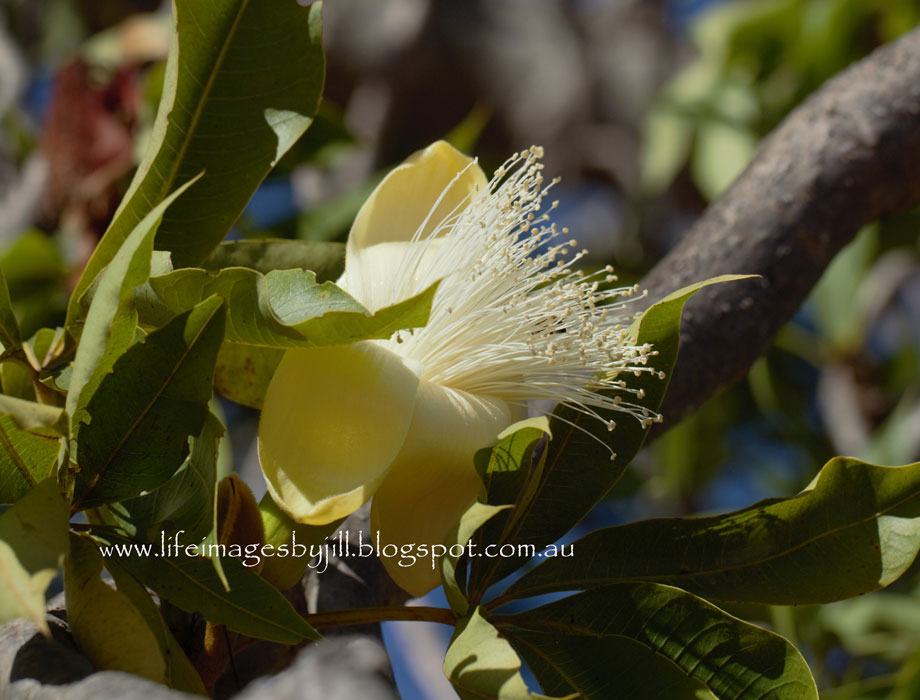 Life Images by Jill: The Boab tree - Adansonia gregorii