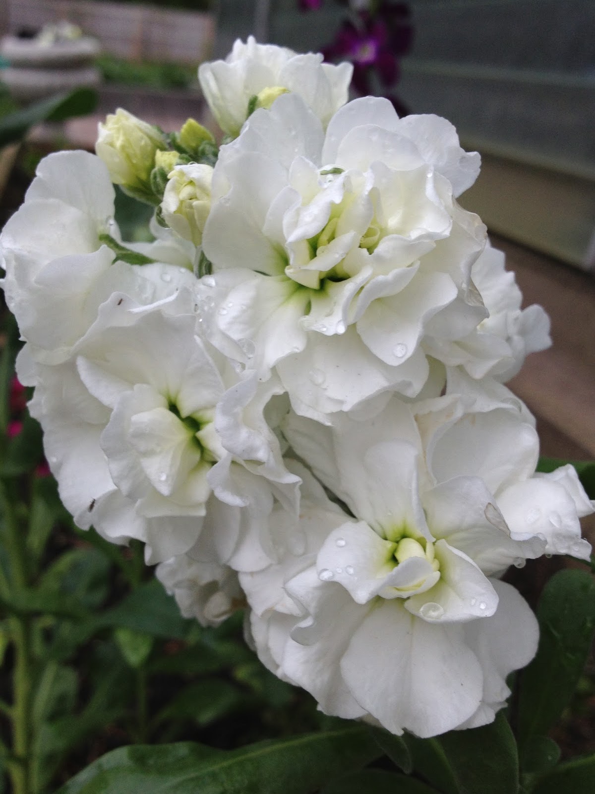 The Sweet Smells of Spring