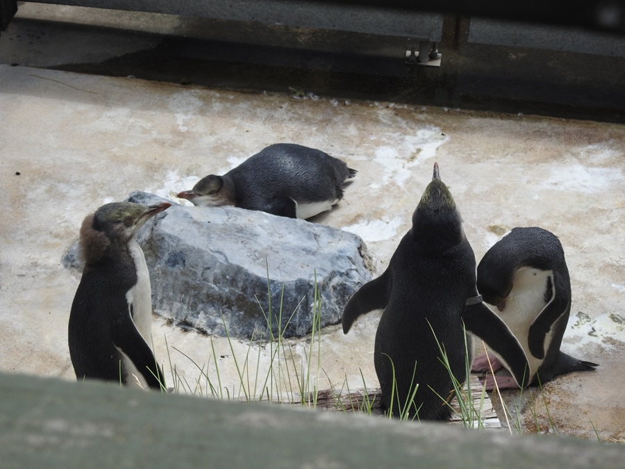 photographing New Zealand: yellow eyed penguins at the Penguin Place