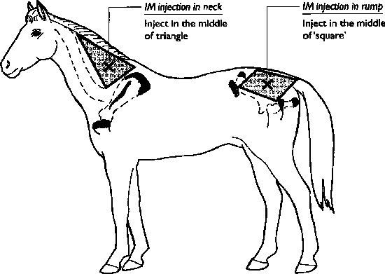 Aaron's Equine Education: Vet Visit