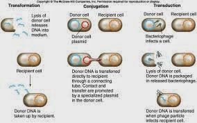 Transfer of genes, pro's and con's: Transformation, Transduction and ...